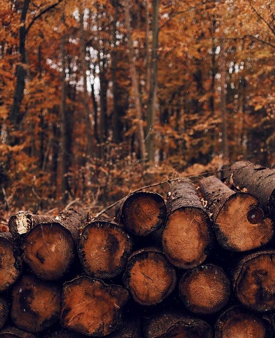 Fall Collection – BLACKBIRD GOODS
